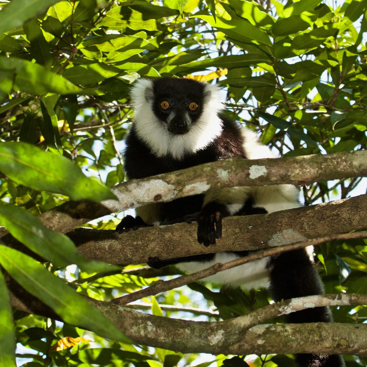 10 best things to see and do in Madagascar, an African tourism gem ...
