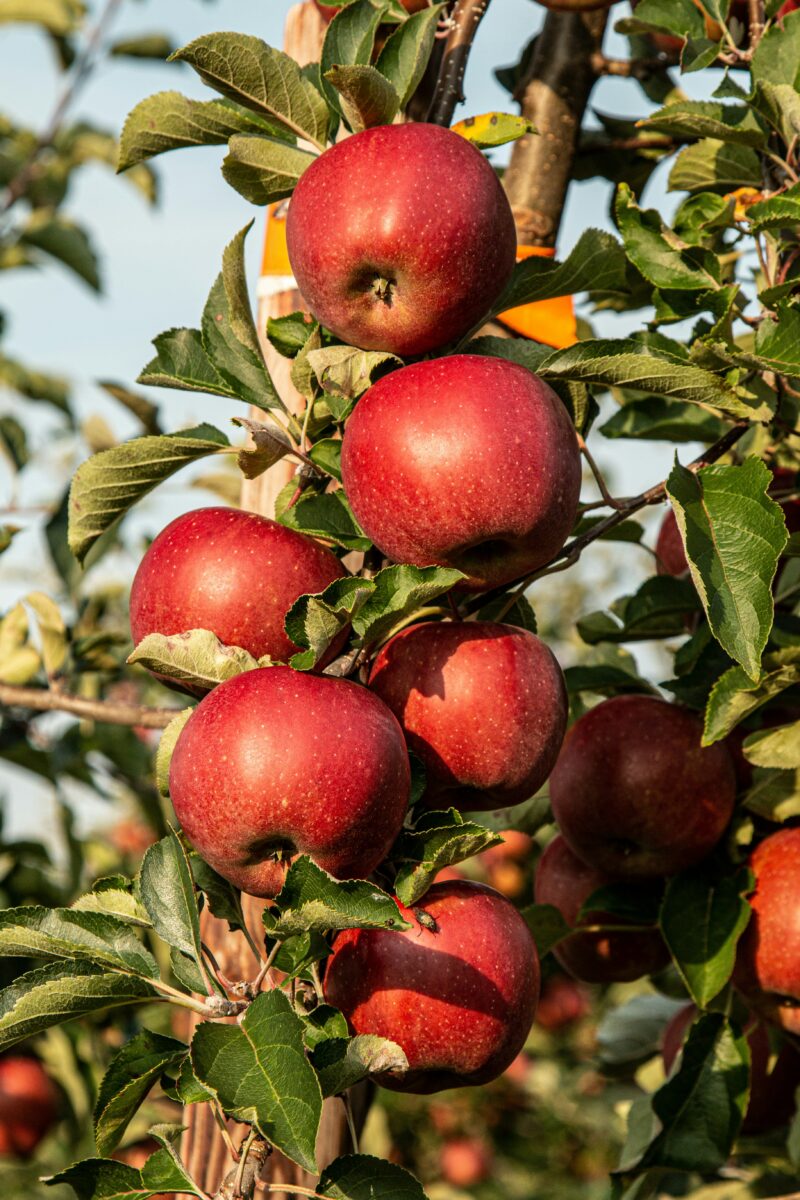 Best Fruits to Lower Cholesterol Naturally (Science-Backed Guide)